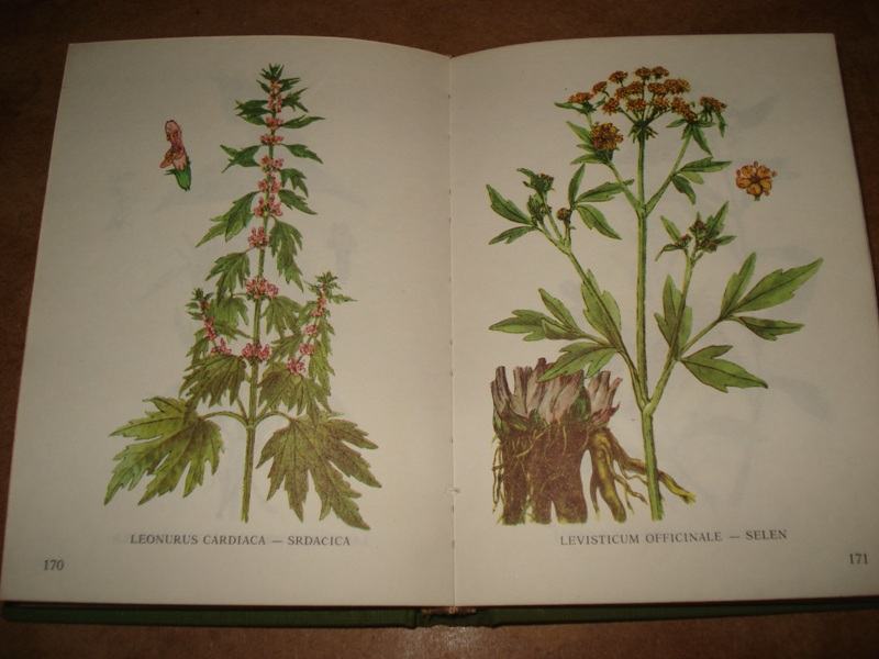 LEKOVITO BILJE U NARODNOJ MEDICINI + Priručnik = Dragoslav Životić