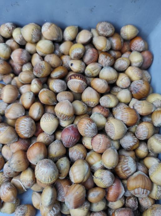 CORILUS COLURNA(medvjeđa lijeska)