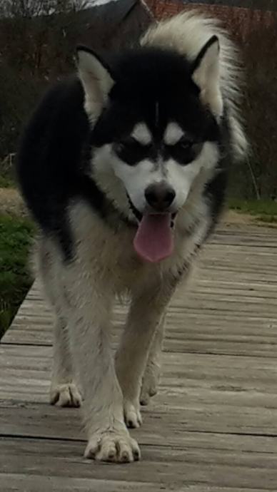 Aljaški malamut spreman za parenje
