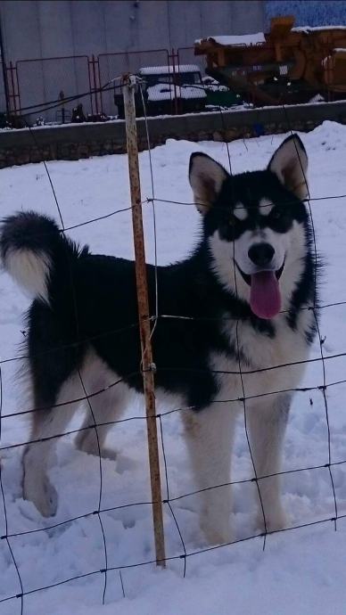 Aljaški malamut spreman za parenje