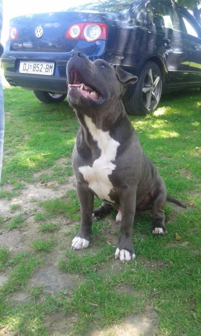 americki staford za parenje