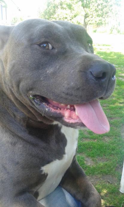 americki staford za parenje