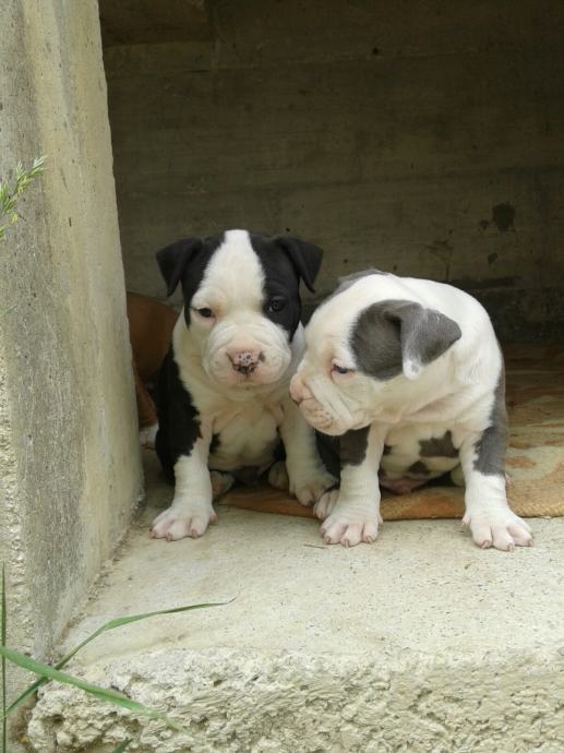 američki staford za parenje