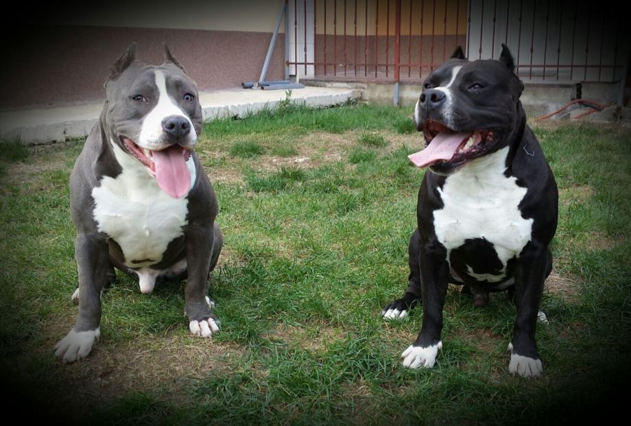 američki staford za parenje