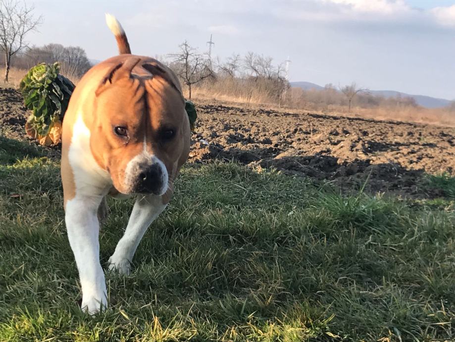 Američki staford za parenje