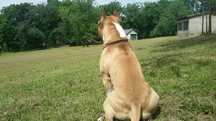 Americki staford PARENJE