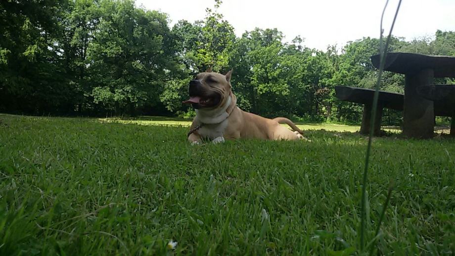 Americki staford PARENJE