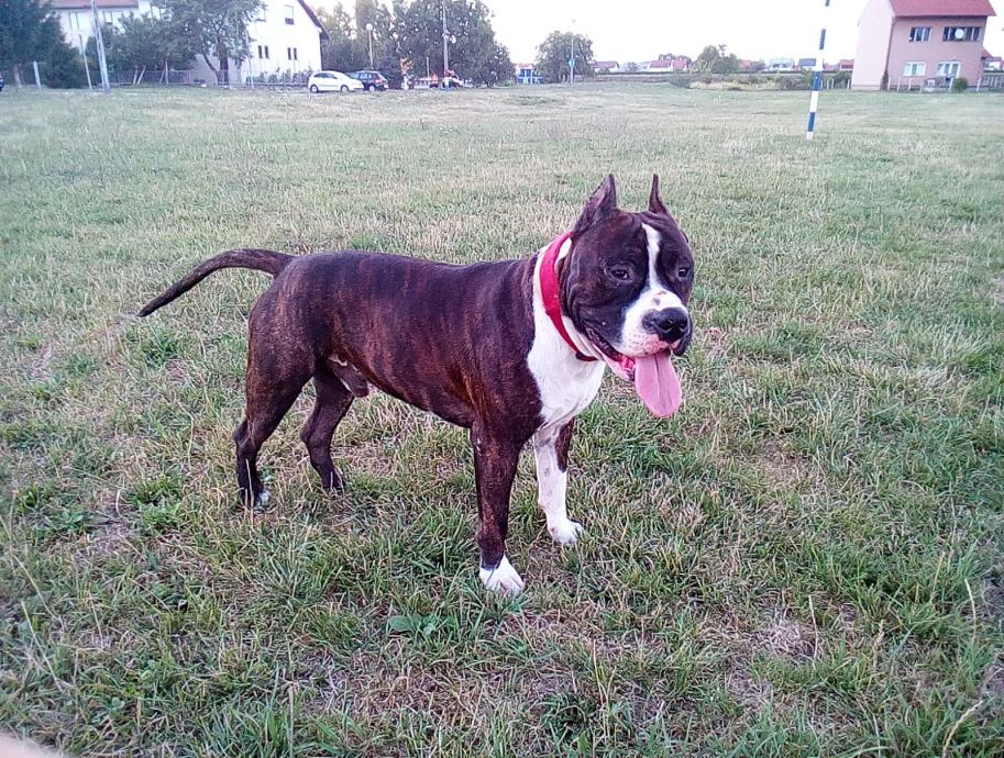 Američki staford spreman za parenje