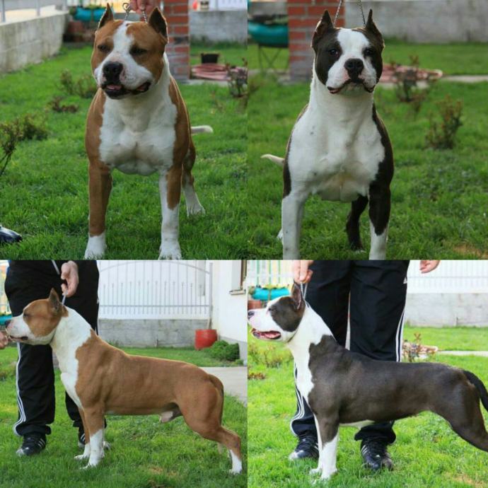 AMERIČKI STAFORD TERIJER ZA PARENJE