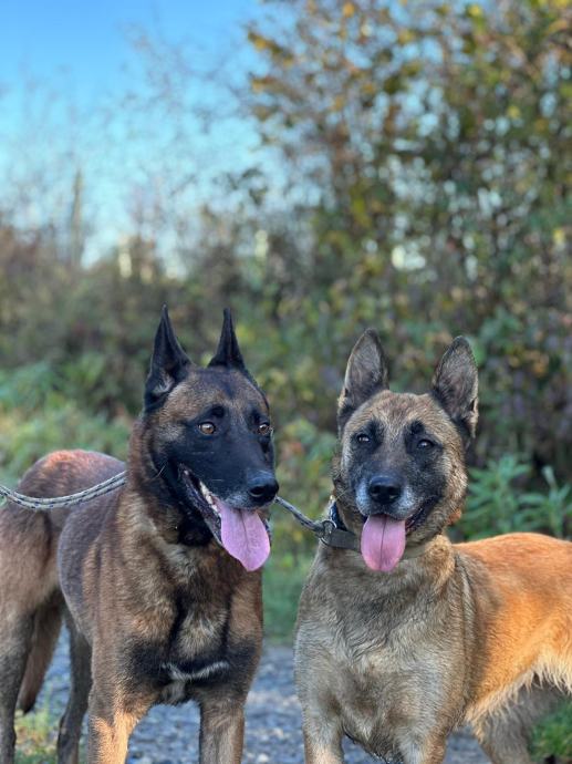 Belgijski ovčar, Malinoa, parenje