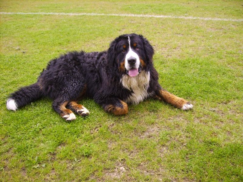 Bernski planinski pas za parenje