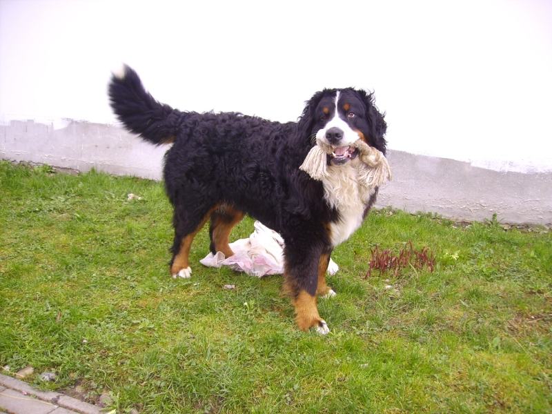 Bernski planinski pas za parenje