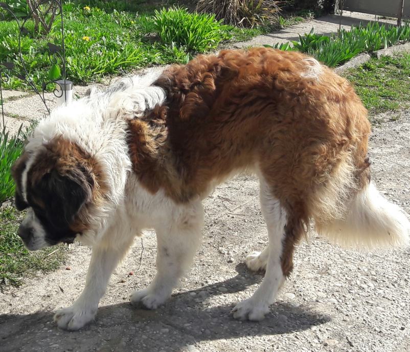 bernardinac za parenje