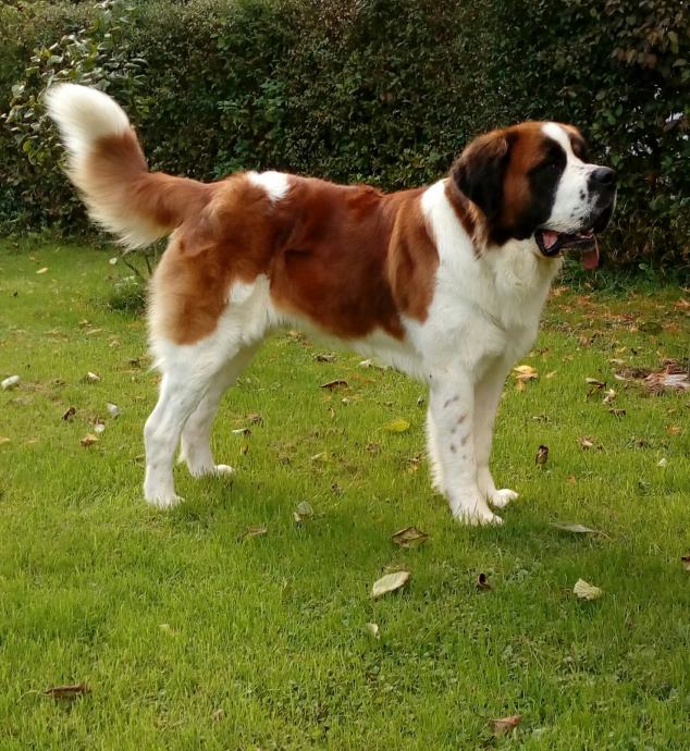 Bernardinac za parenje