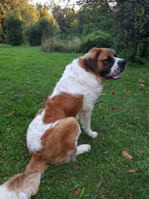 Bernardinac spreman za parenje