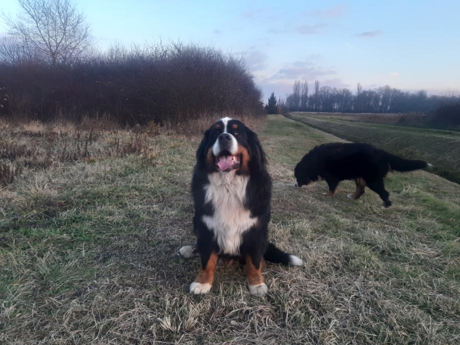 Bernski planinski pas za parenje
