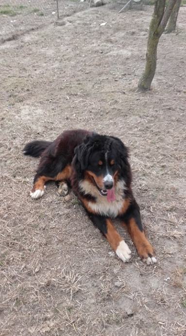 BERNSKI PLANINSKI PAS