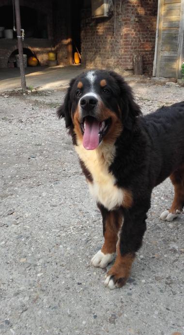 BERNSKI PLANINSKI PAS