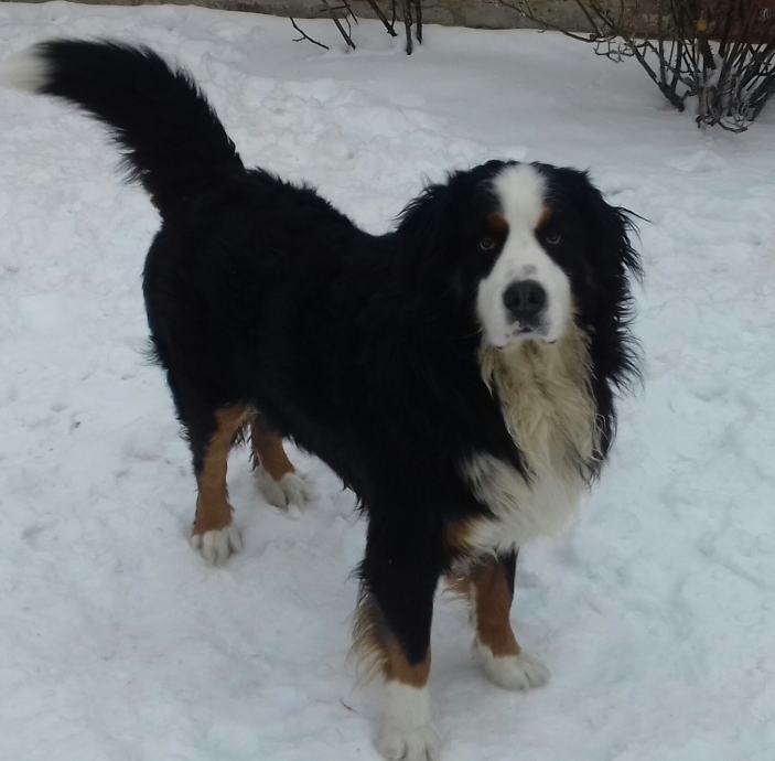 Bernski planinski pas