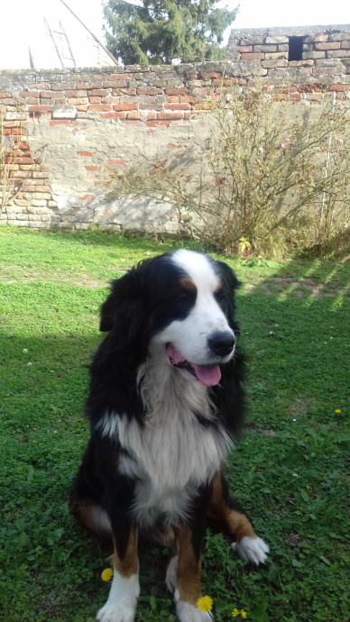 Bernski planinski pas