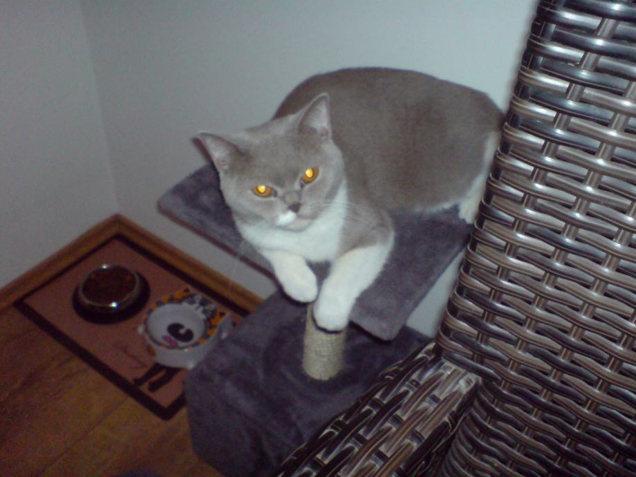 Britanska kratkodlaka mačka/SCOTTISH STRAIGHT