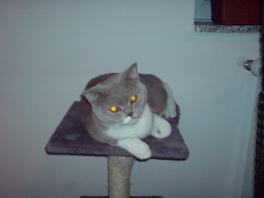 Britanska kratkodlaka mačka/SCOTTISH STRAIGHT