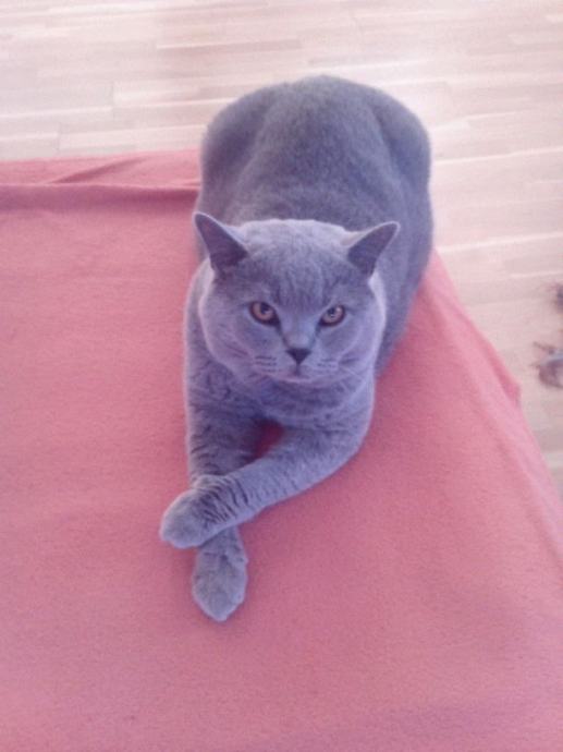 Britanski kratkodlaki mačak