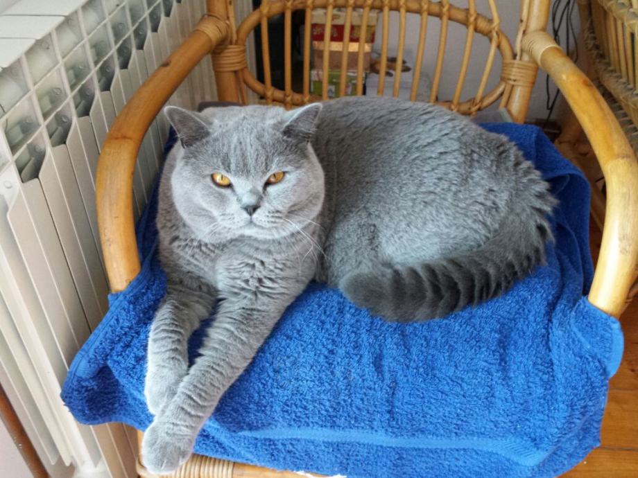 Britanski kratkodlaki mačak