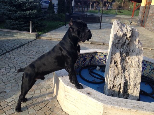 Cane corso prvak Hrvatske za parenje