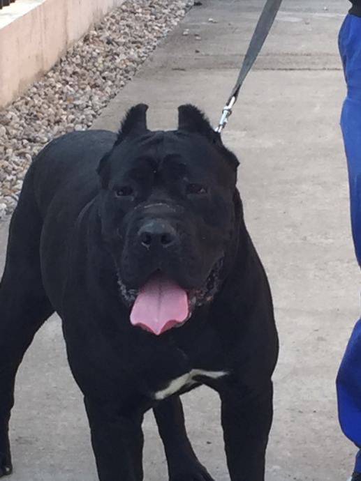 Cane corso