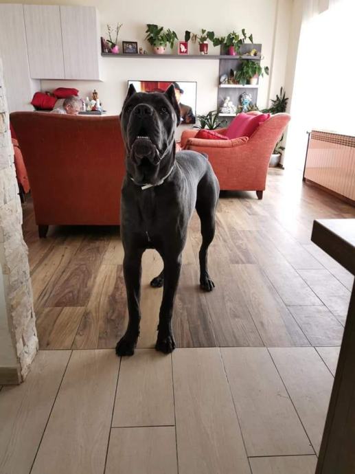 Cane Corso za parenje vrhunskih izložbenih karakteristika