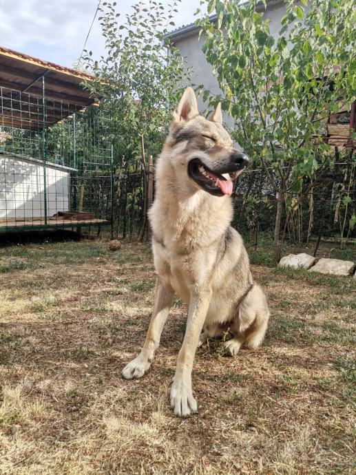 Čehoslovački vučiji pas