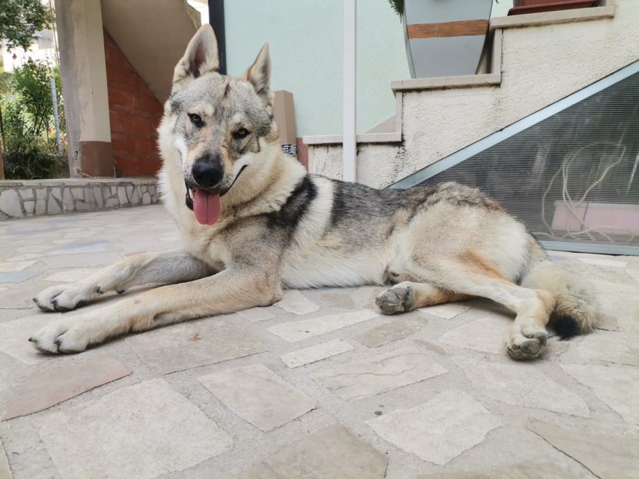 Čehoslovački vučiji pas