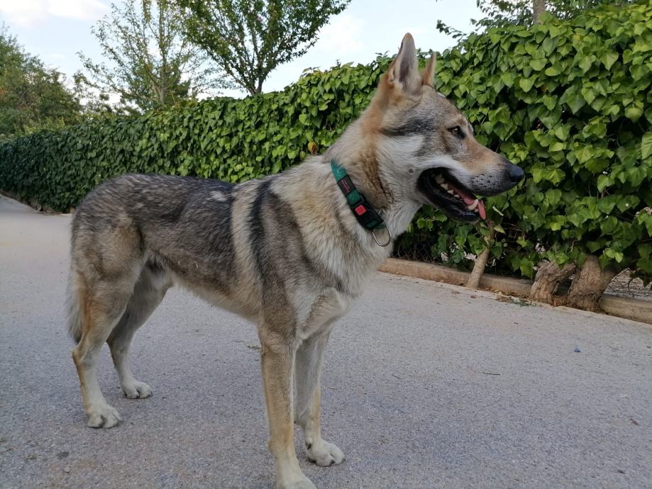 Čehoslovački vučiji pas