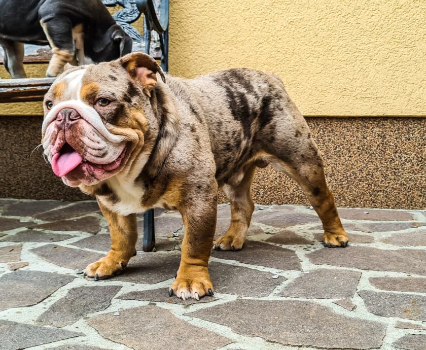 Engleski bulldog exotic (rare bulldog)