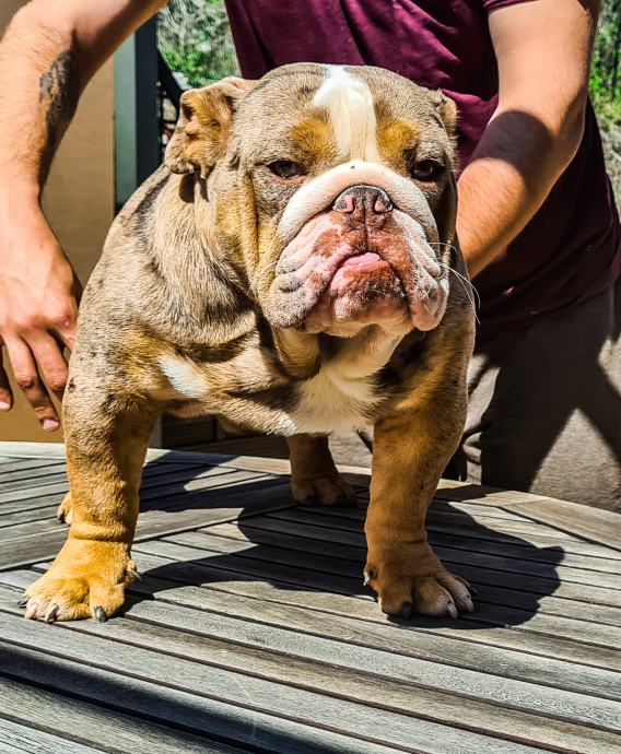 Engleski bulldog exotic (rare bulldog)