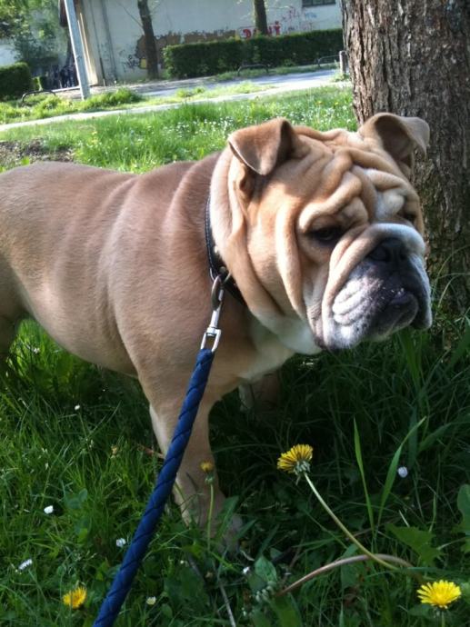 Engleski buldog KAZO