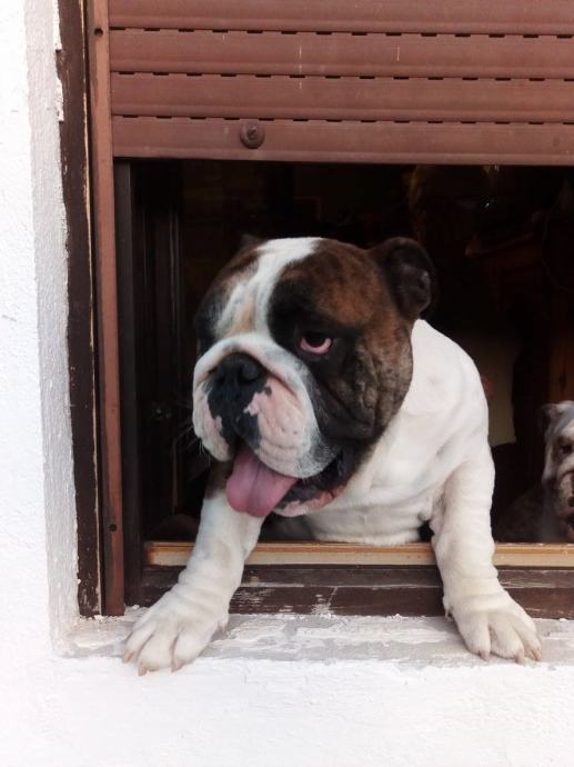 ENGLESKI BULDOG