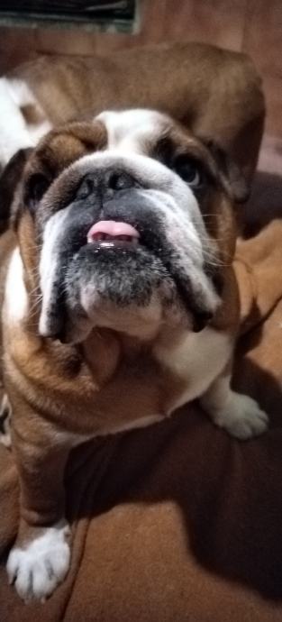 ENGLESKI BULDOG