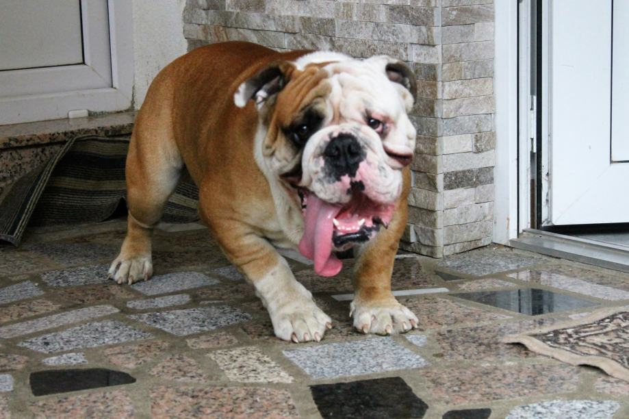 engleski buldog