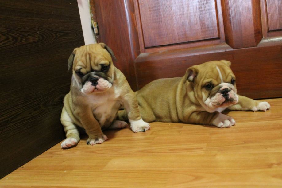 engleski buldog