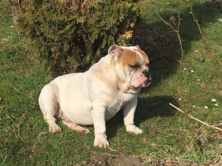ENGLESKI BULDOG