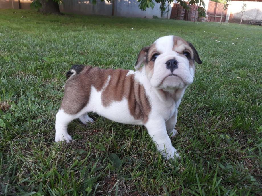 engleski buldog