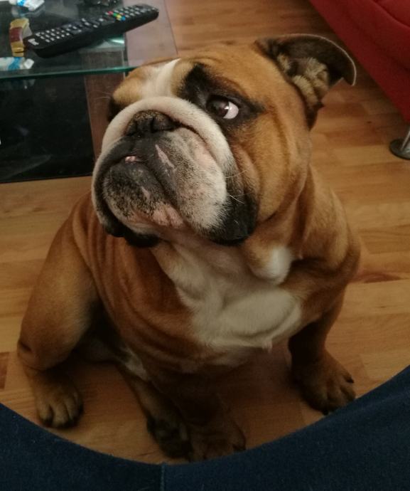 Engleski buldog parnjak