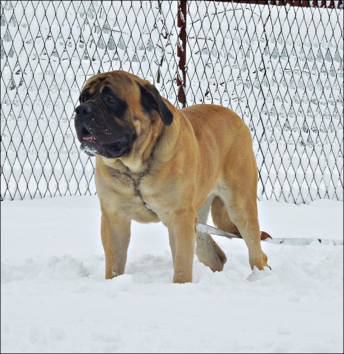 Engleski mastif mastiff - mužjak za parenje