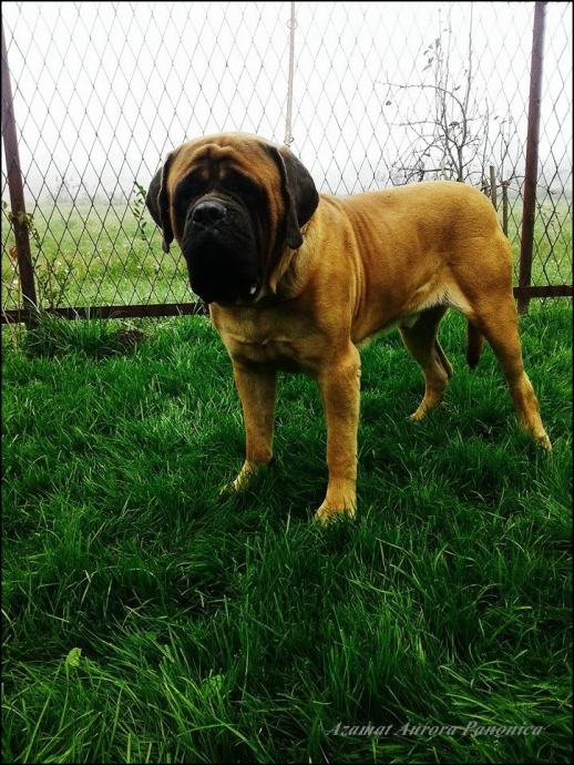 Engleski mastif / mastiff mužjak slobodan za parenje