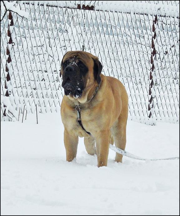Engleski mastif mastiff - mužjak za parenje