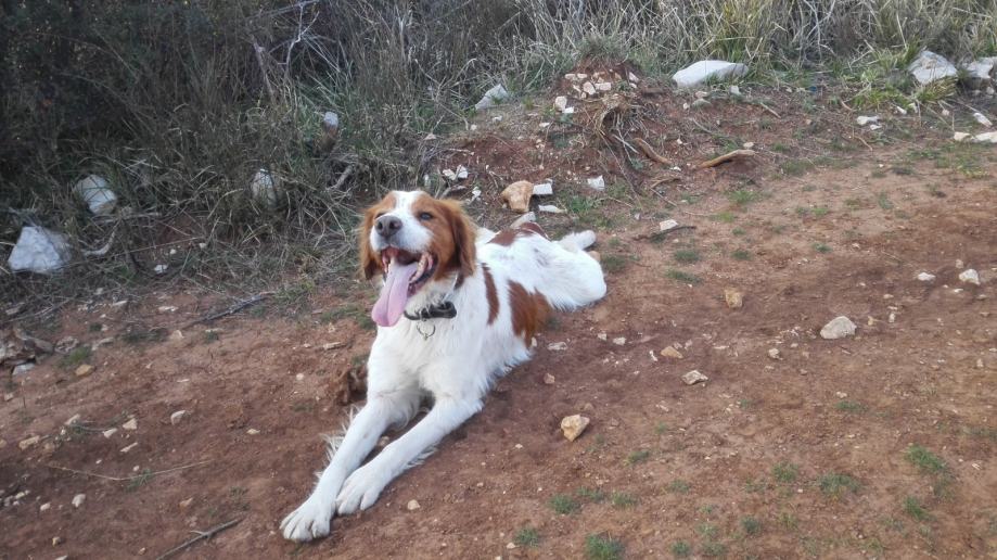 Epagneul bretton (bretonac)