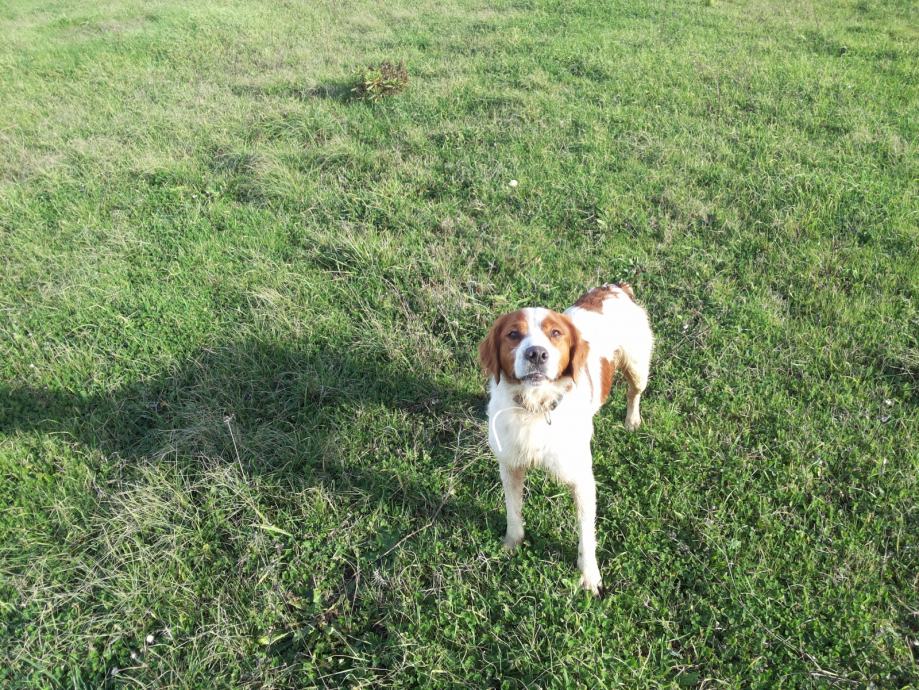 Epagneul bretton (bretonac)