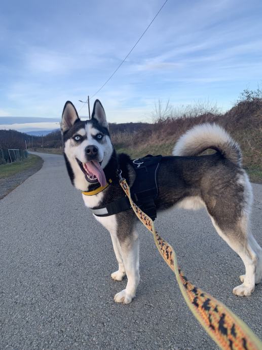 Sibirski Haski za parenje